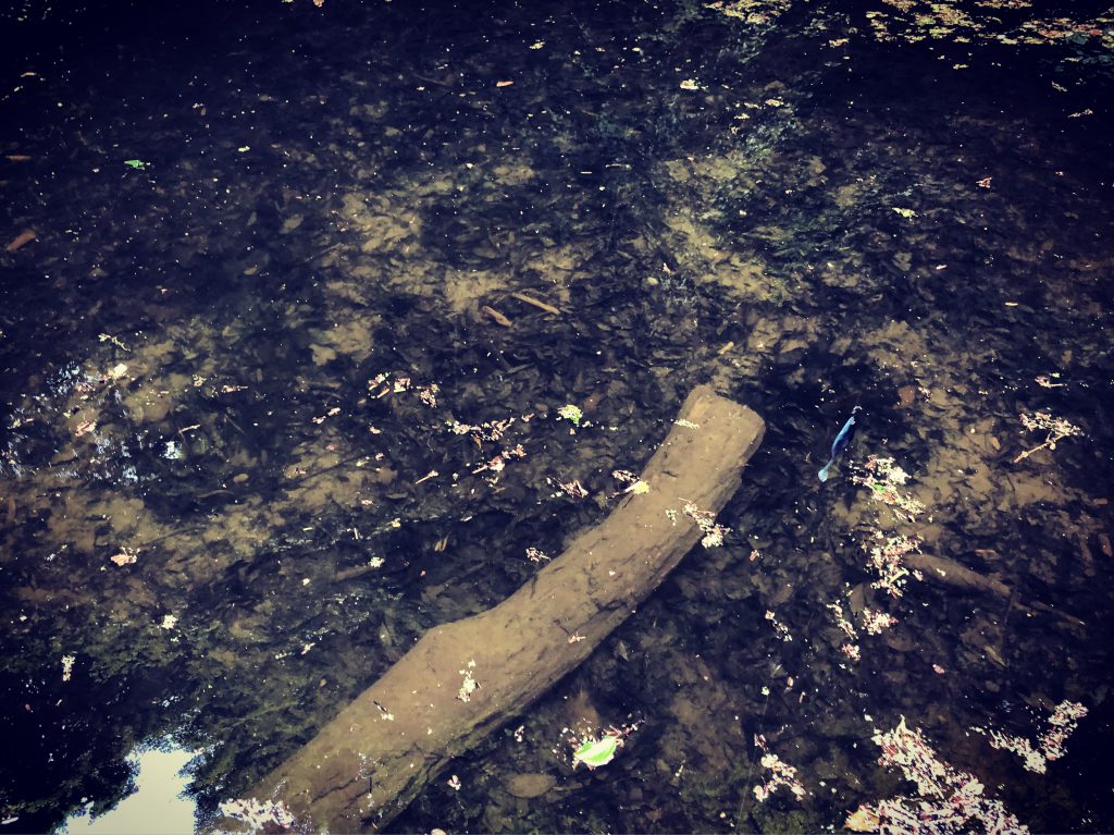 ブルーギルのムーチングで学んだ事。[バスを餌で釣る] | ikahime | 2ページ目