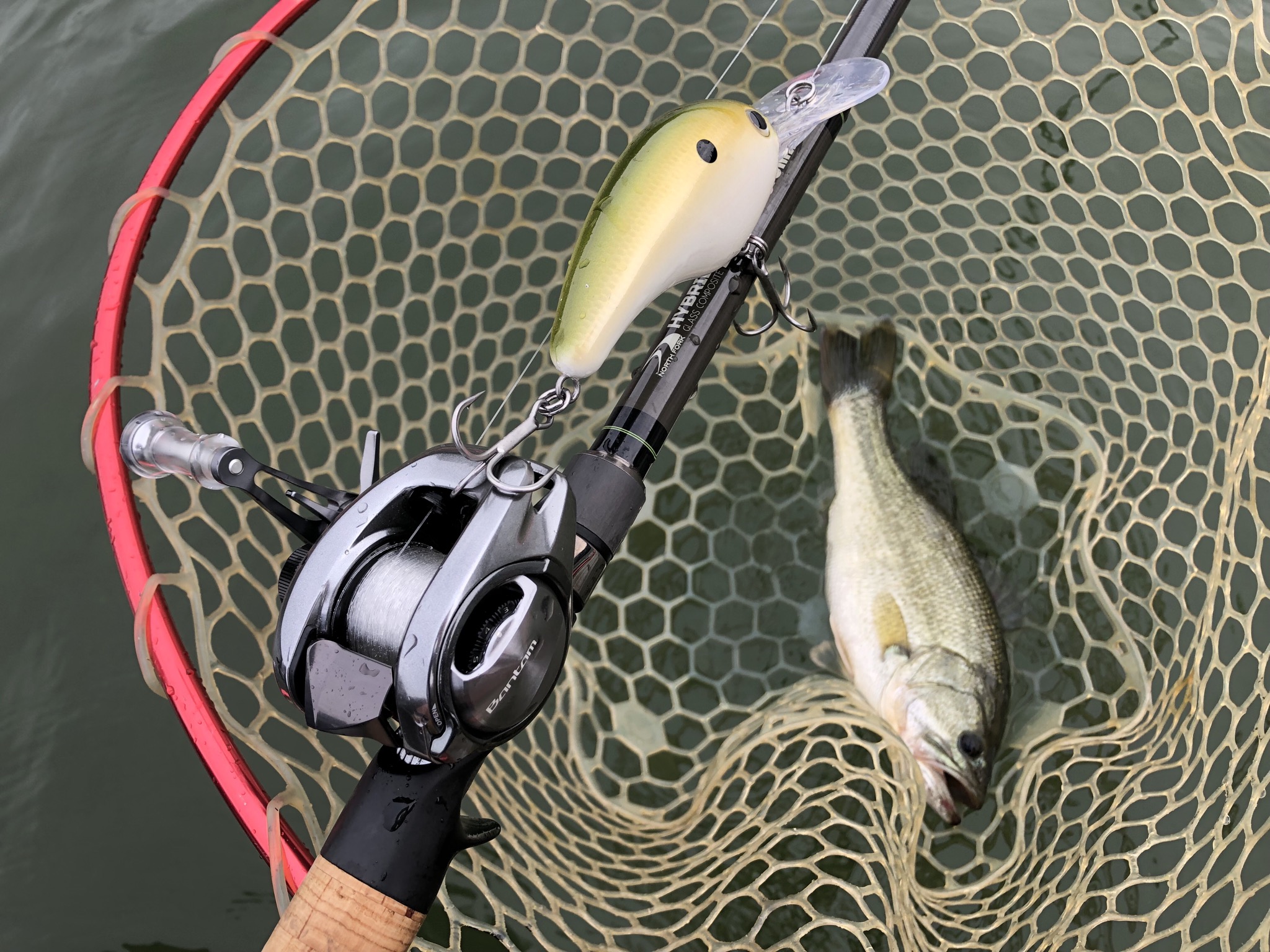 巨大なマグナムクランク(StrikeKingの10XD)で初めてバスが釣れた話。 | ikahime | 2ページ目