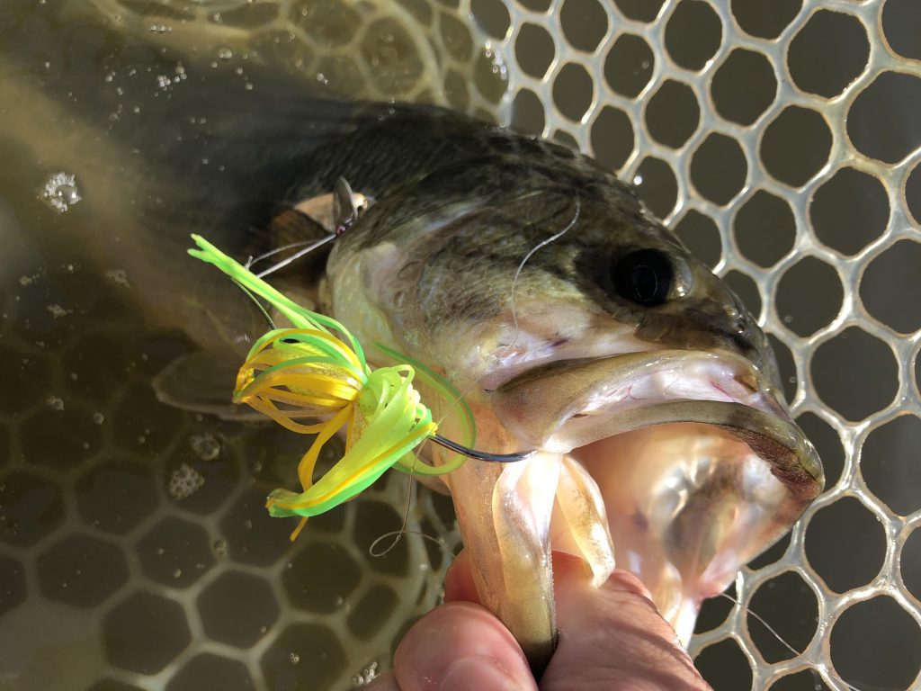 秋の将監川&長門川バス釣り。スピナベとクランクで40UPゲット。 | ikahime