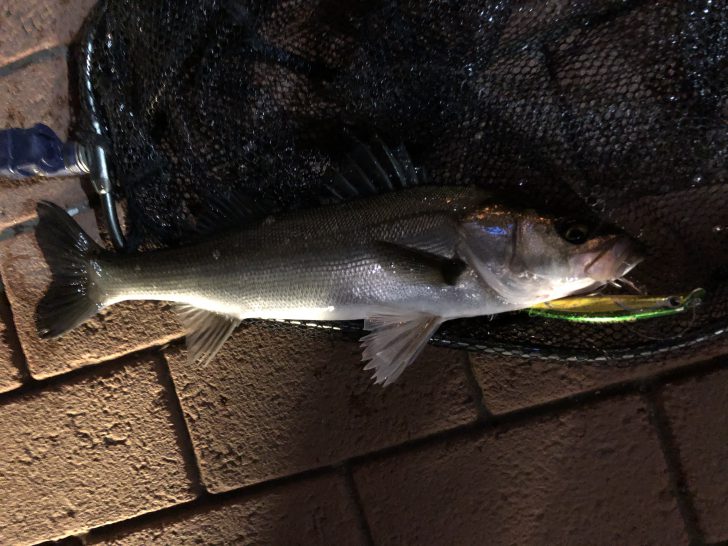 [秋]横浜みなとみらいオカッパリシーバスナイトゲーム。65cmの良型も出たよ。 | ikahime