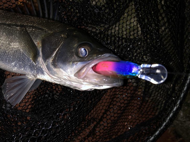 [秋]横浜みなとみらいオカッパリシーバスナイトゲーム第2戦。60UP×2本＋数釣りが楽しめた。 | ikahime