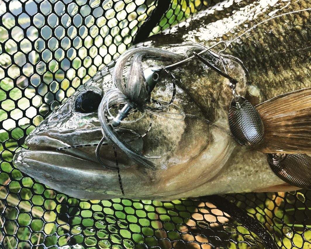 今年のMVPfishを晒す[2019] | ikahime