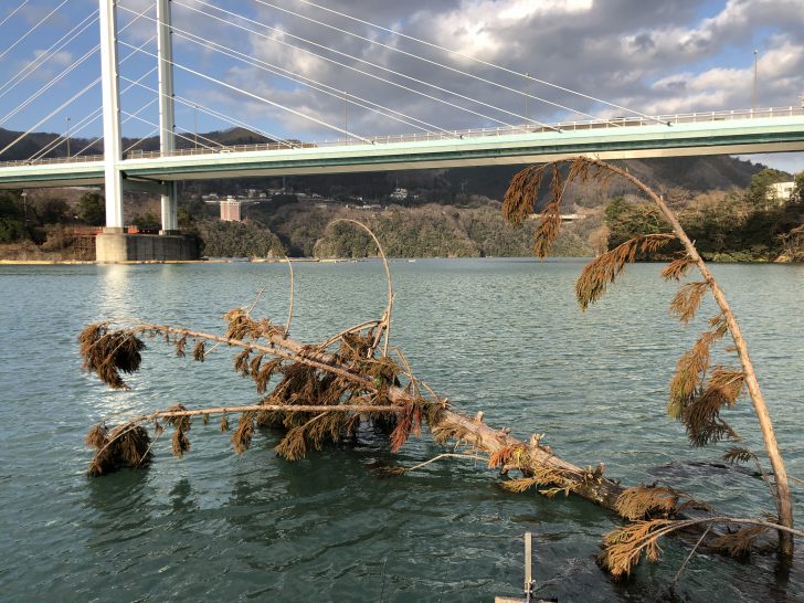 GARMIN魚探はナニがすげえのか。クリアビュー、サイドビューで色々写してみたぞ。 | ikahime