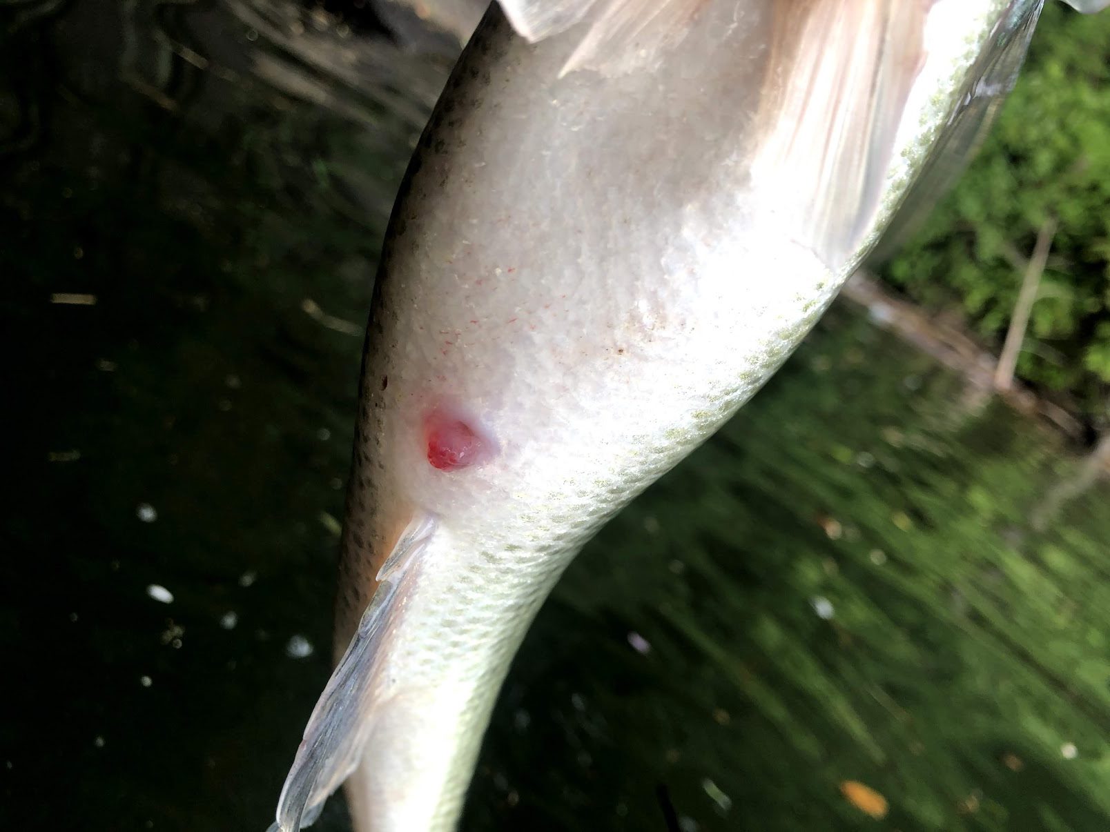 バス釣りのネスト撃ちについて。スポーニングにまつわるお話。 | ikahime | 2ページ目