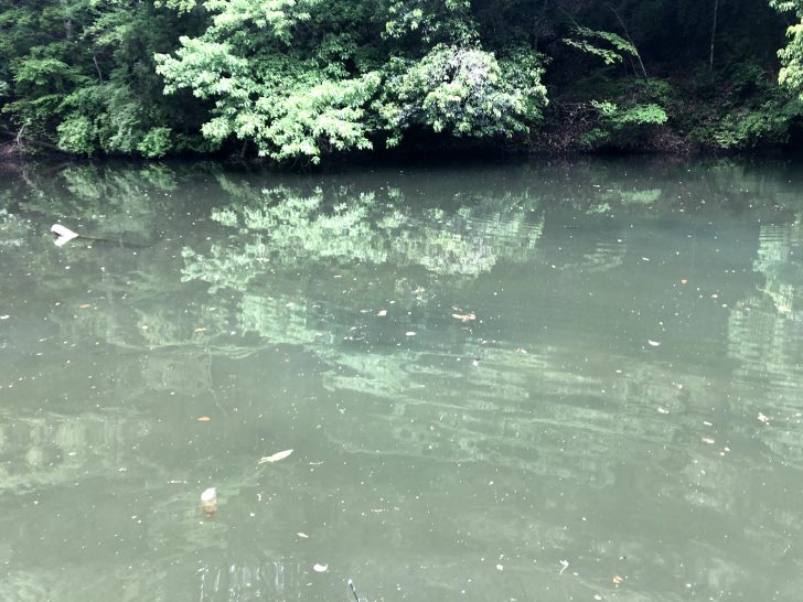 [5月]アフタースポーニングを勉強できるバス釣り番組まとめ。 | ikahime