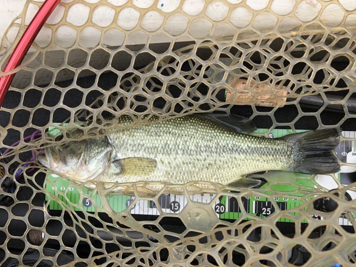 RYUGI デッキメジャーステッカーⅡ インプレ。荷物を減らしたいボートアングラーに最適。 | ikahime