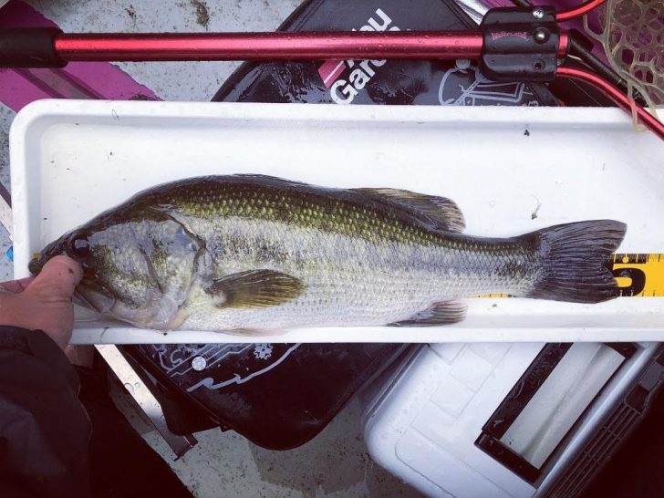 RYUGI デッキメジャーステッカーⅡ インプレ。荷物を減らしたいボートアングラーに最適。 | ikahime