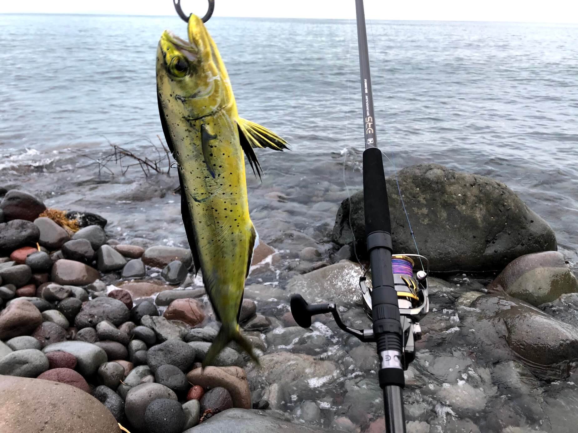 ショアジギシイラ入門。必要なものまとめ。 | ikahime