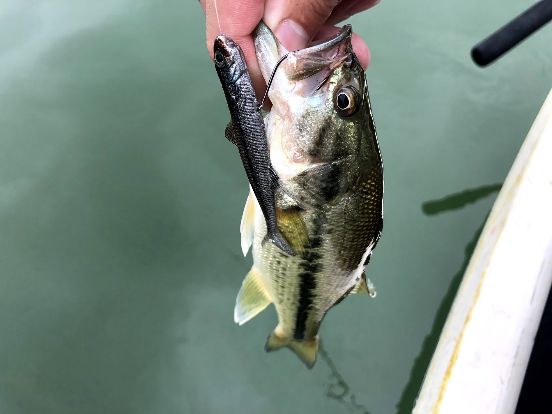 ラストエース80F インプレ。[喰わせ最強]表層ベイトフィッシュ。 | ikahime